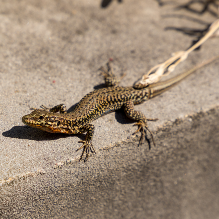 Lizard - Engelbibliothek - Power Animals - Esoteric Reference Book