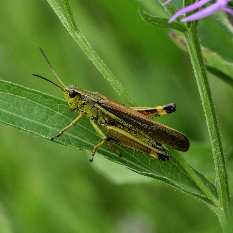 Grasshopper - Engelbibliothek - Power Animals - Esoteric Reference Book